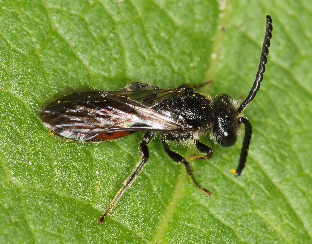 sphecodes gibbus male 7Z0T1013 | BWARS